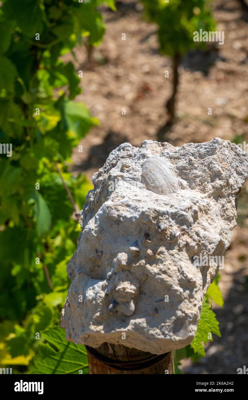 Sample of soil from Chablis Grand Cru appellation vineyards, limestone ...