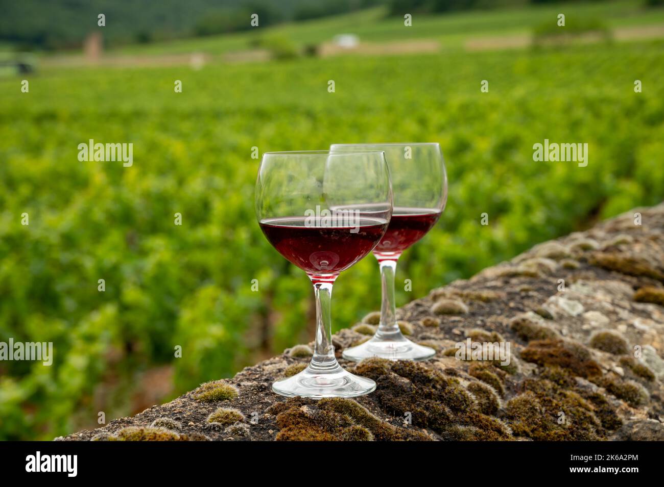 Visit caves and tasting of red dry pinot noir wine in glass on premier ...
