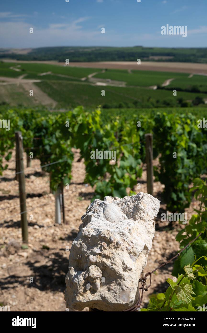 Sample of soil from Chablis Grand Cru appellation vineyards, limestone ...