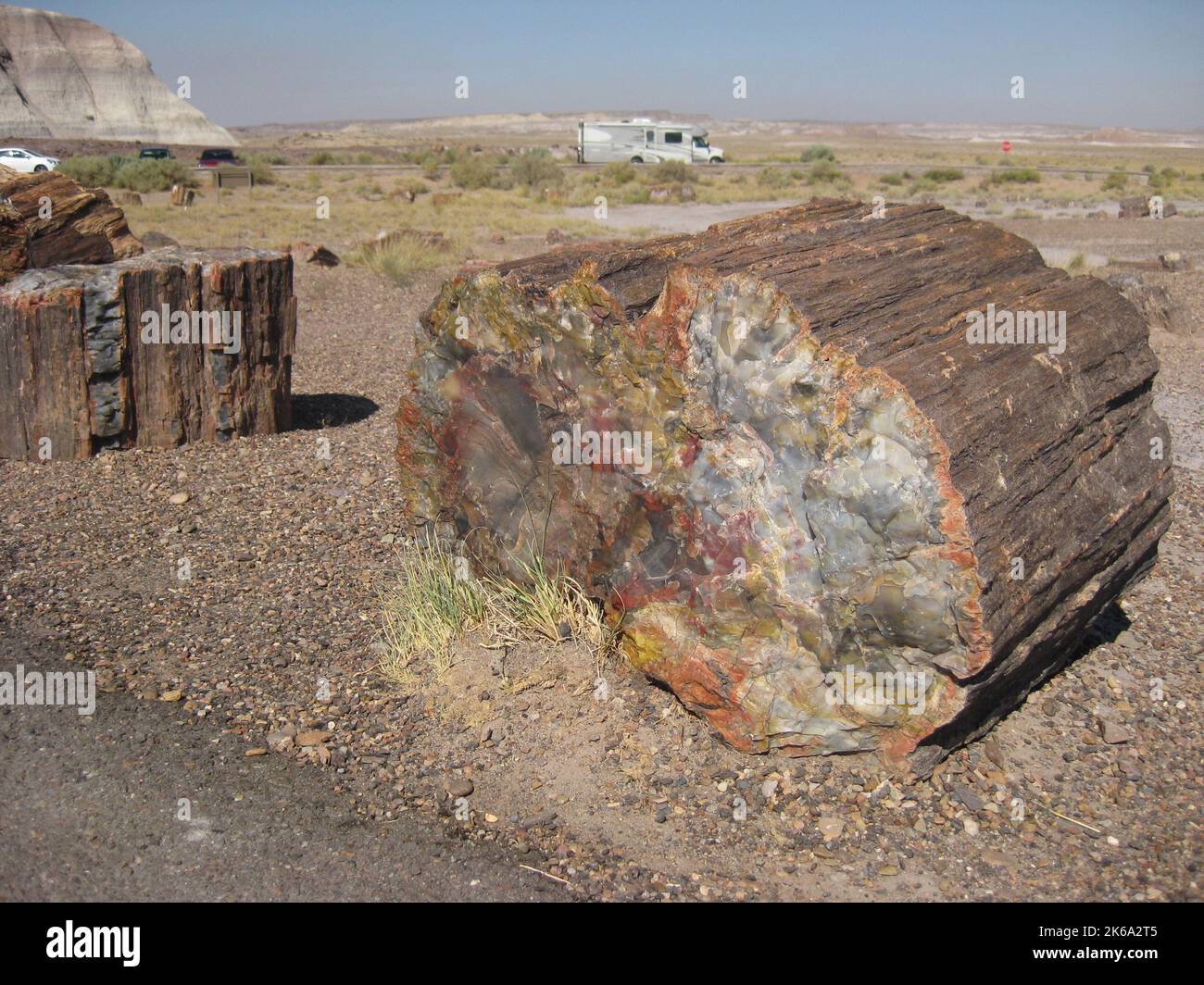 Large Petrified Wood Piece in National Park Stock Photo - Alamy