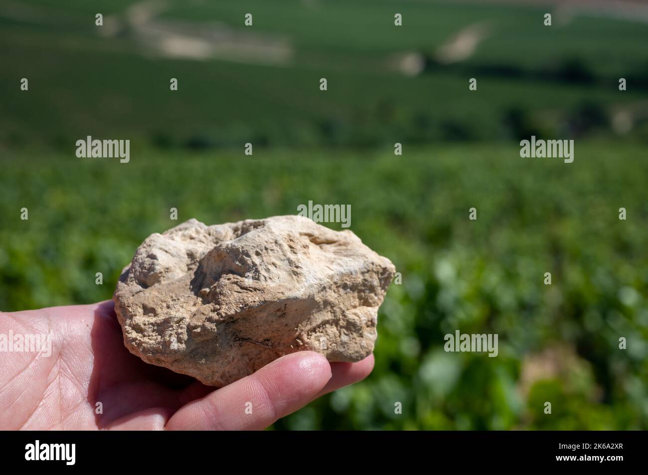 Sample of soil from Chablis Grand Cru appellation vineyards, limestone ...