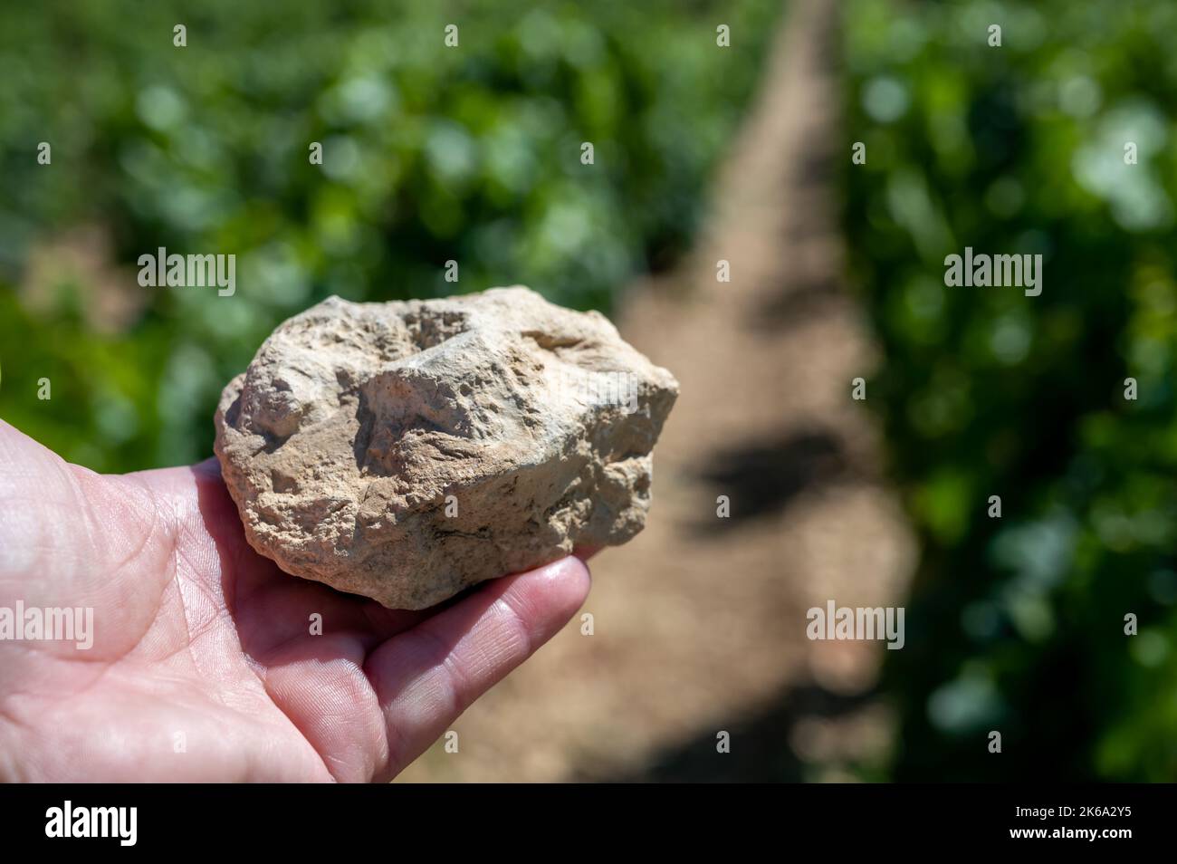 Sample of soil from Chablis Grand Cru appellation vineyards, limestone ...