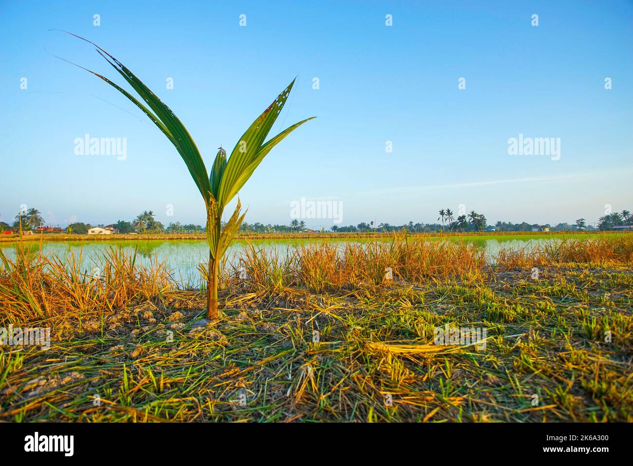 Coconut tree seed with paddy field and blue sky at background Stock ...