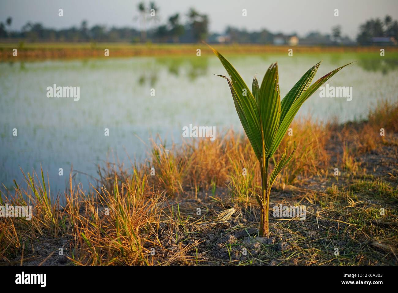 Coconut tree seed with paddy field and blue sky at background Stock ...