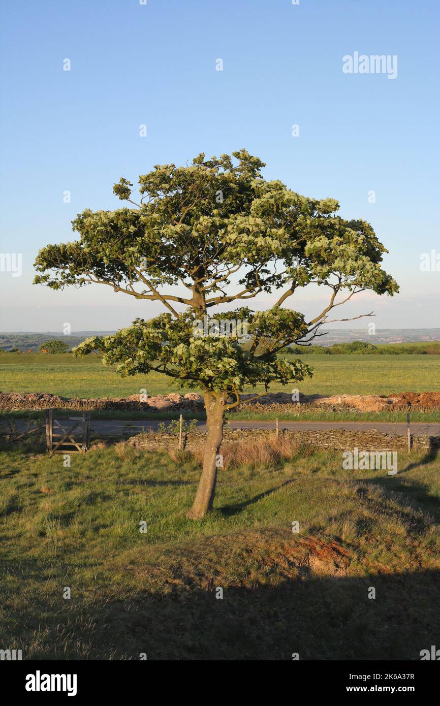 Tree in Derbyshire Peak District national park moorland landscape ...
