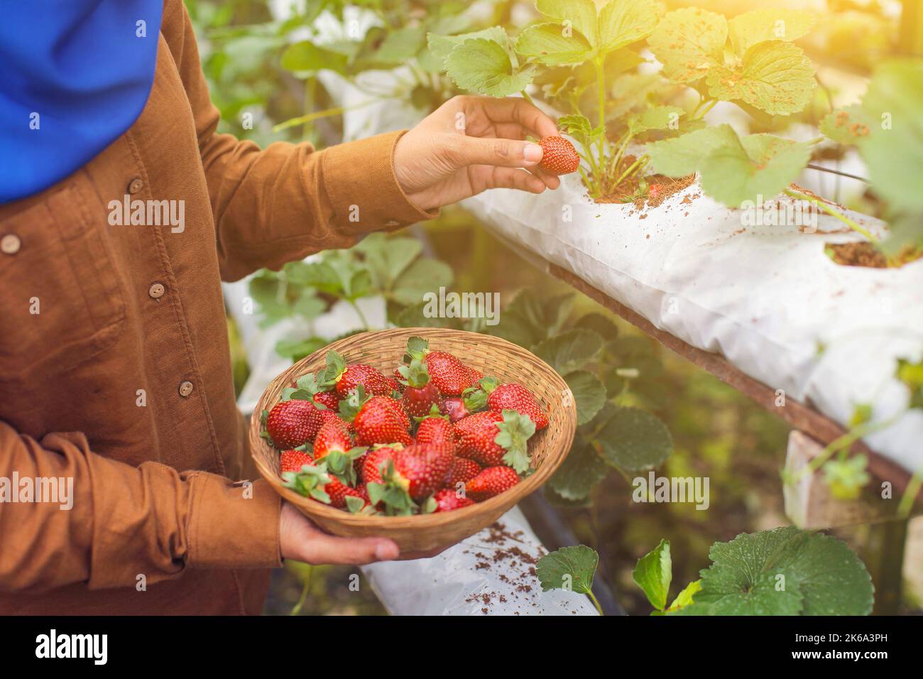 A worker picking a fresh strawberry at farm Stock Photo - Alamy