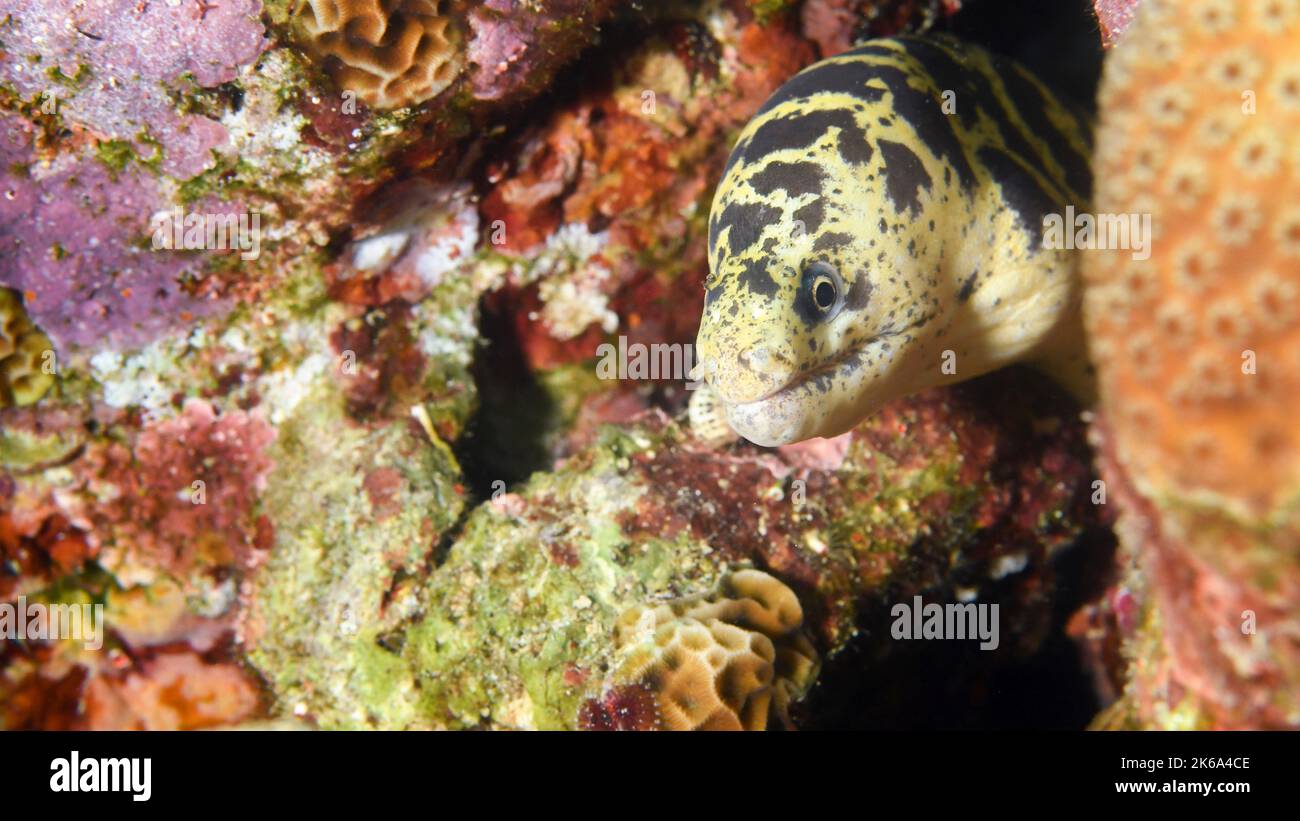 Chain moray eel hi-res stock photography and images - Alamy
