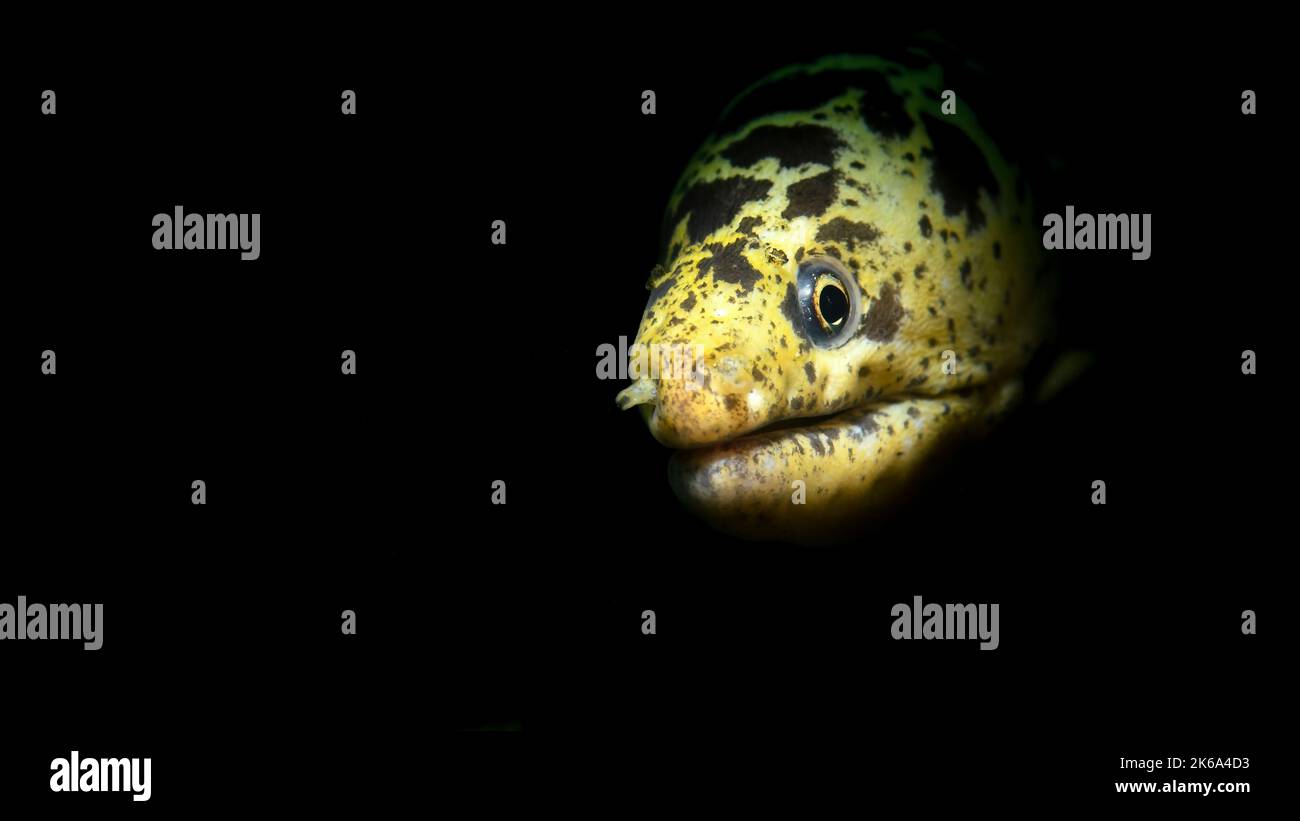 Chain moray eel (Echidna catenata), in a coral reef crevice, Curacao ...