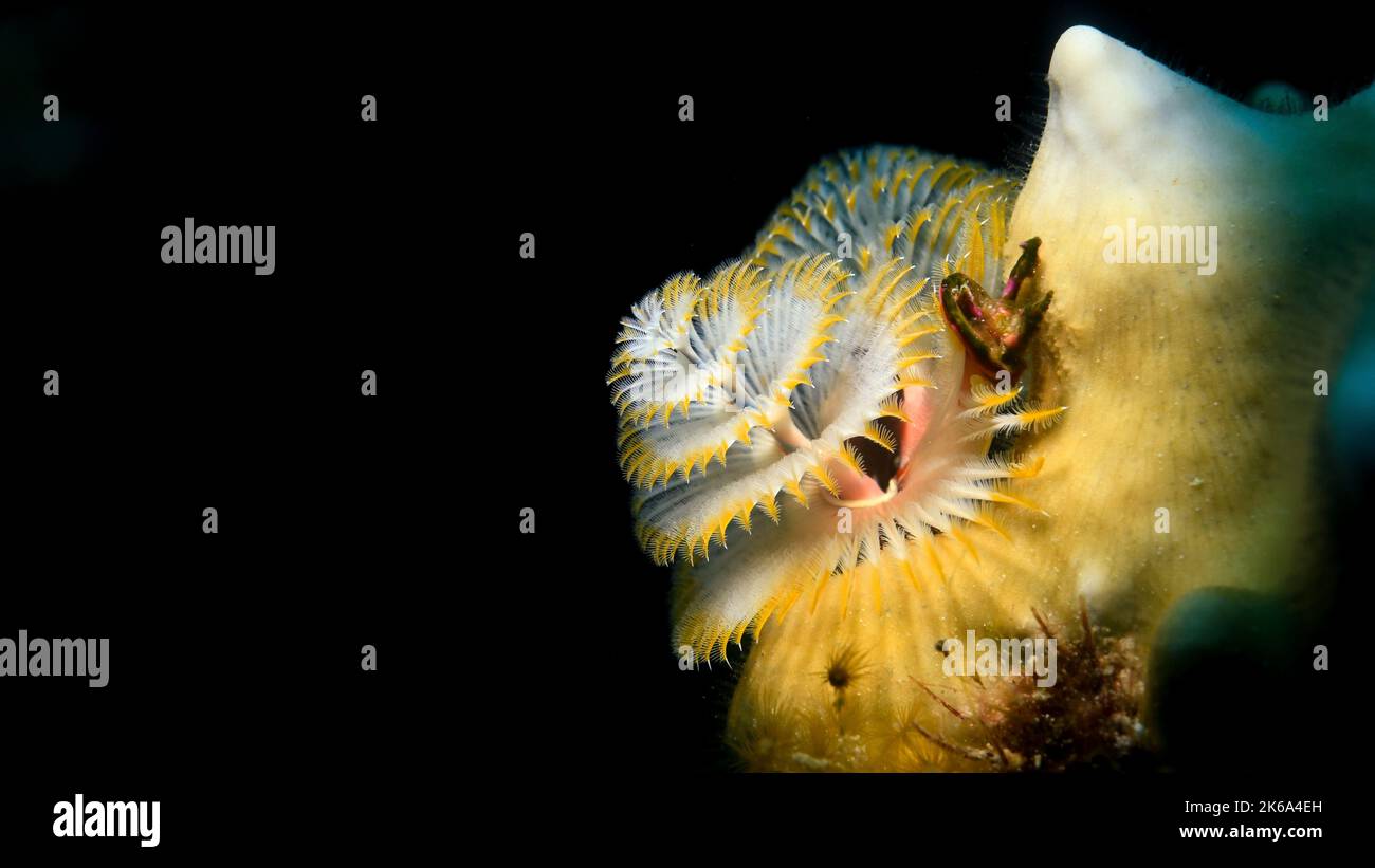 A yellow and white Christmas tree worm (Spirobranchus giganteus), on ...
