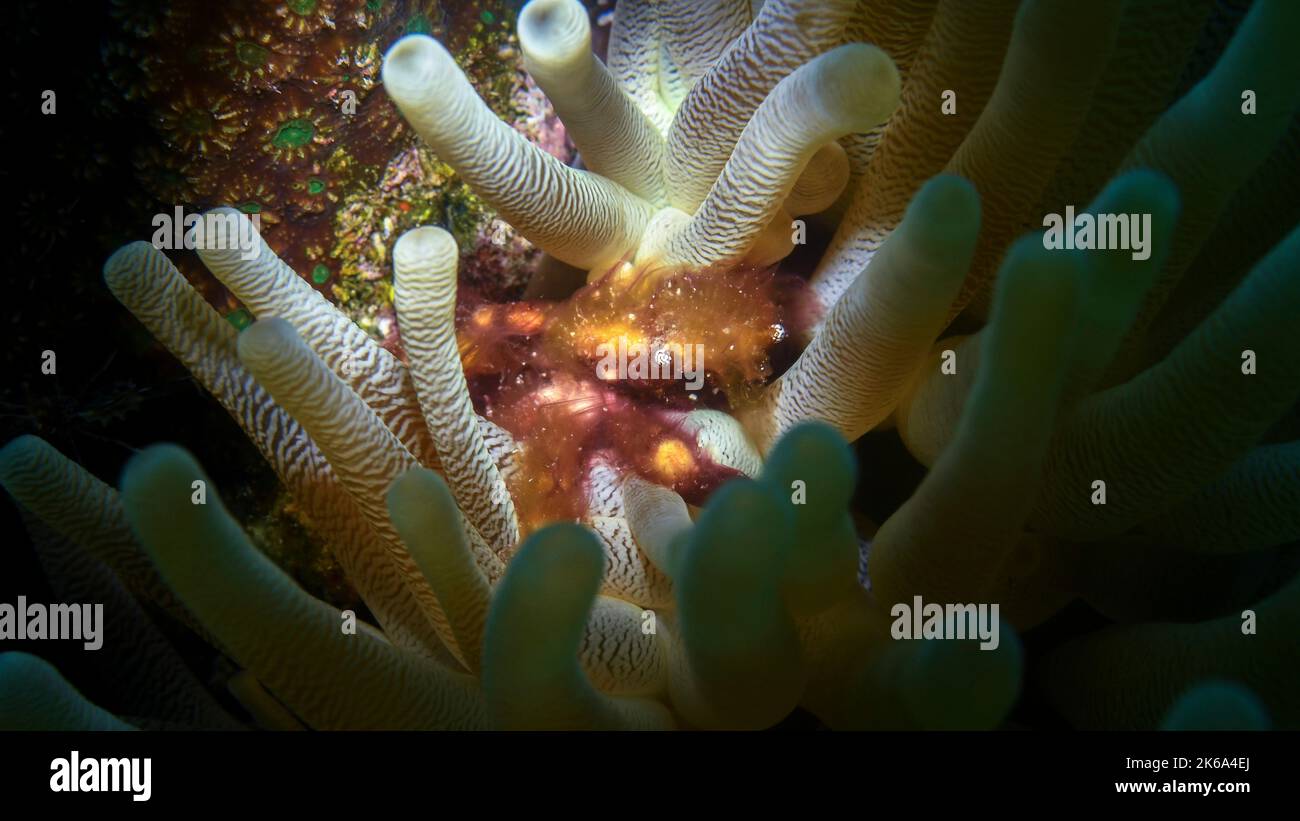 Banded clinging crab (Mithrax cinctimanus), in a giant anemone, Curacao ...