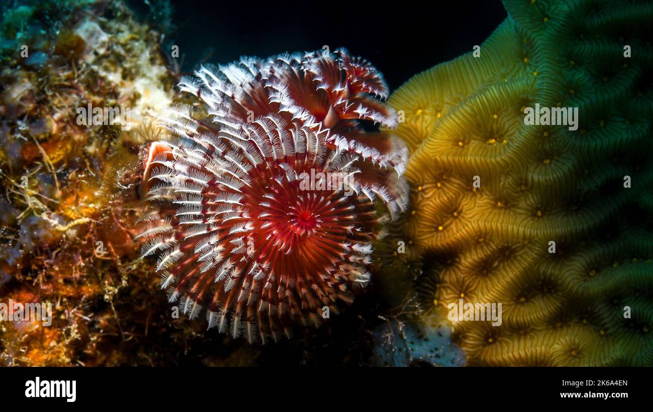 Red and white Christmas tree worm (Spirobranchus giganteus), Curacao ...