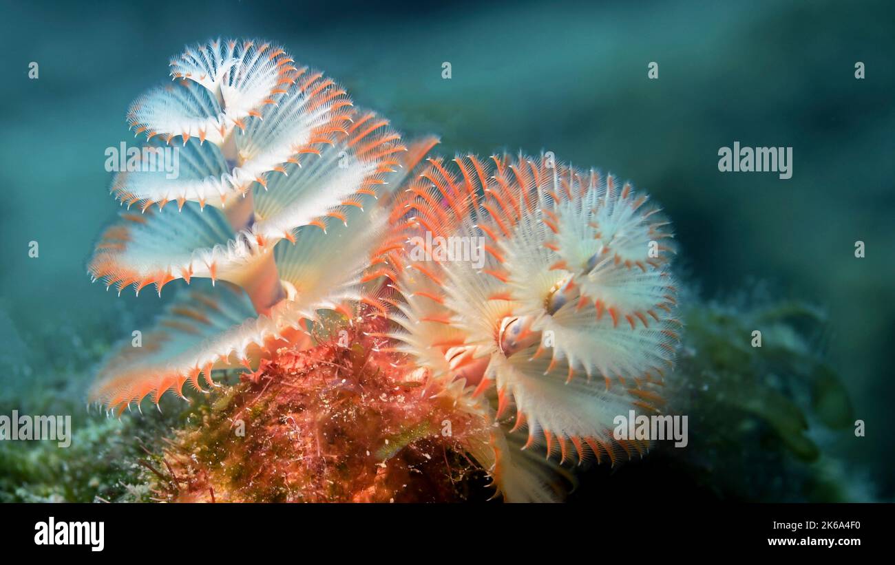 Orange and white Christmas tree worm (Spirobranchus giganteus), Curacao ...