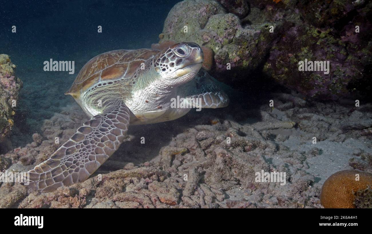 Green turtle (Chelonia mydas), resting on the bottom of the ocean ...