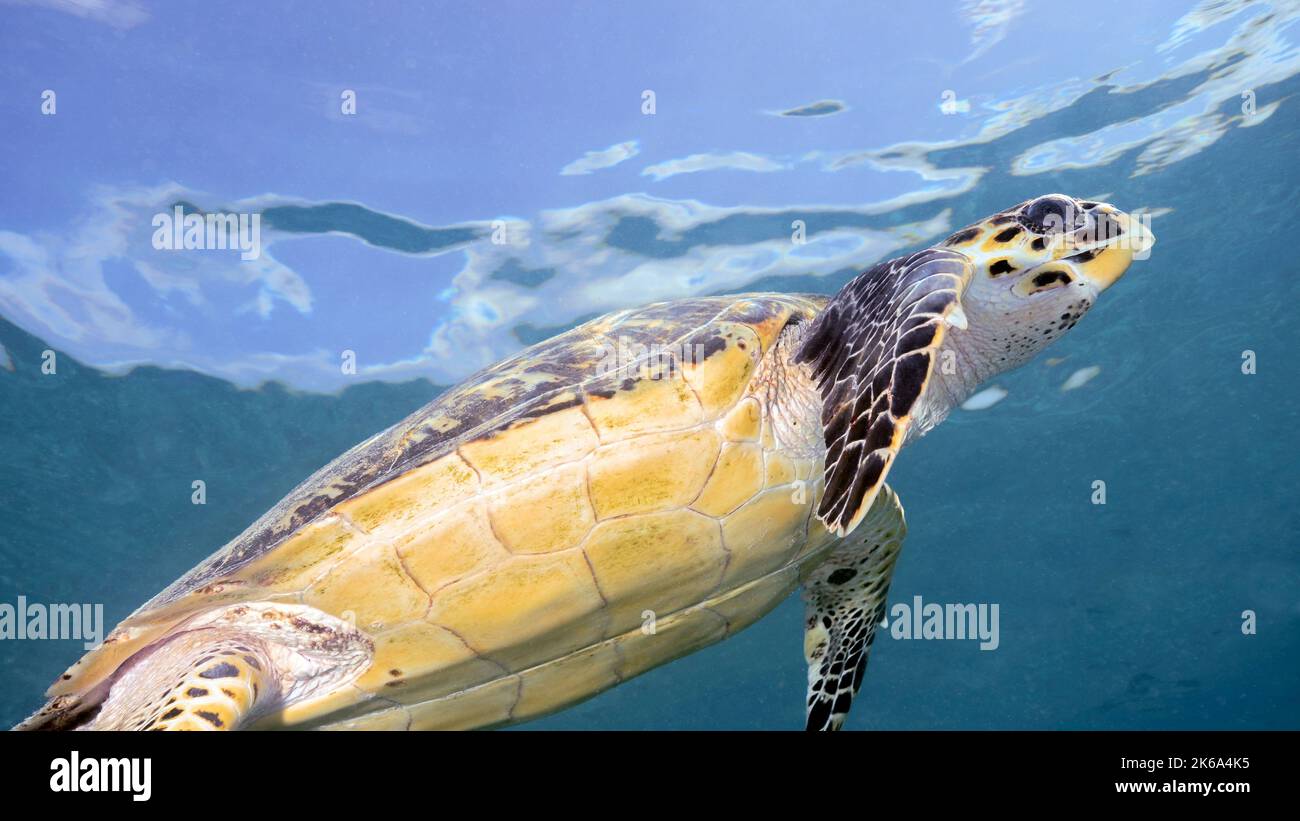 Hawksbill sea turtle (Eretmochelys imbricata), approaching the surface ...
