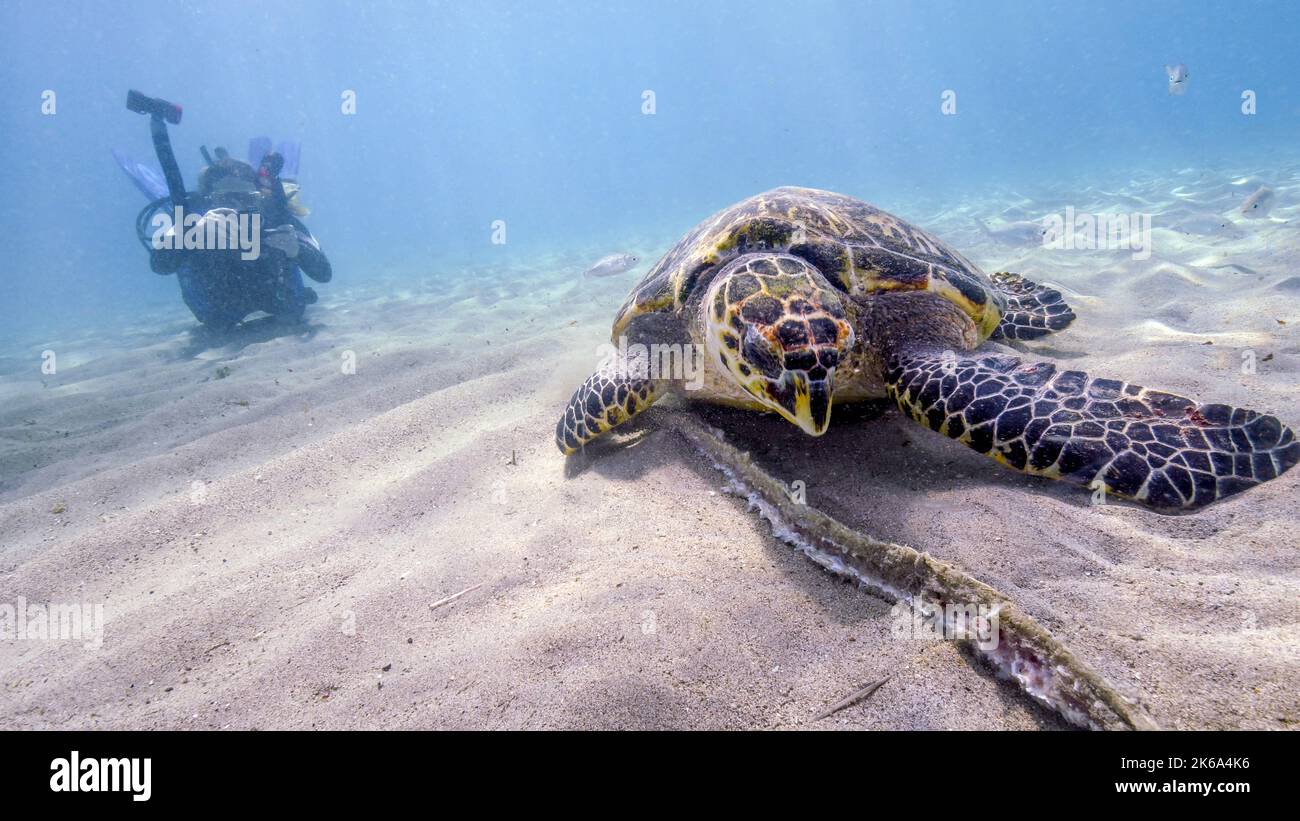 A scuba diver photographs a hawksbill sea turtle (Eretmochelys ...
