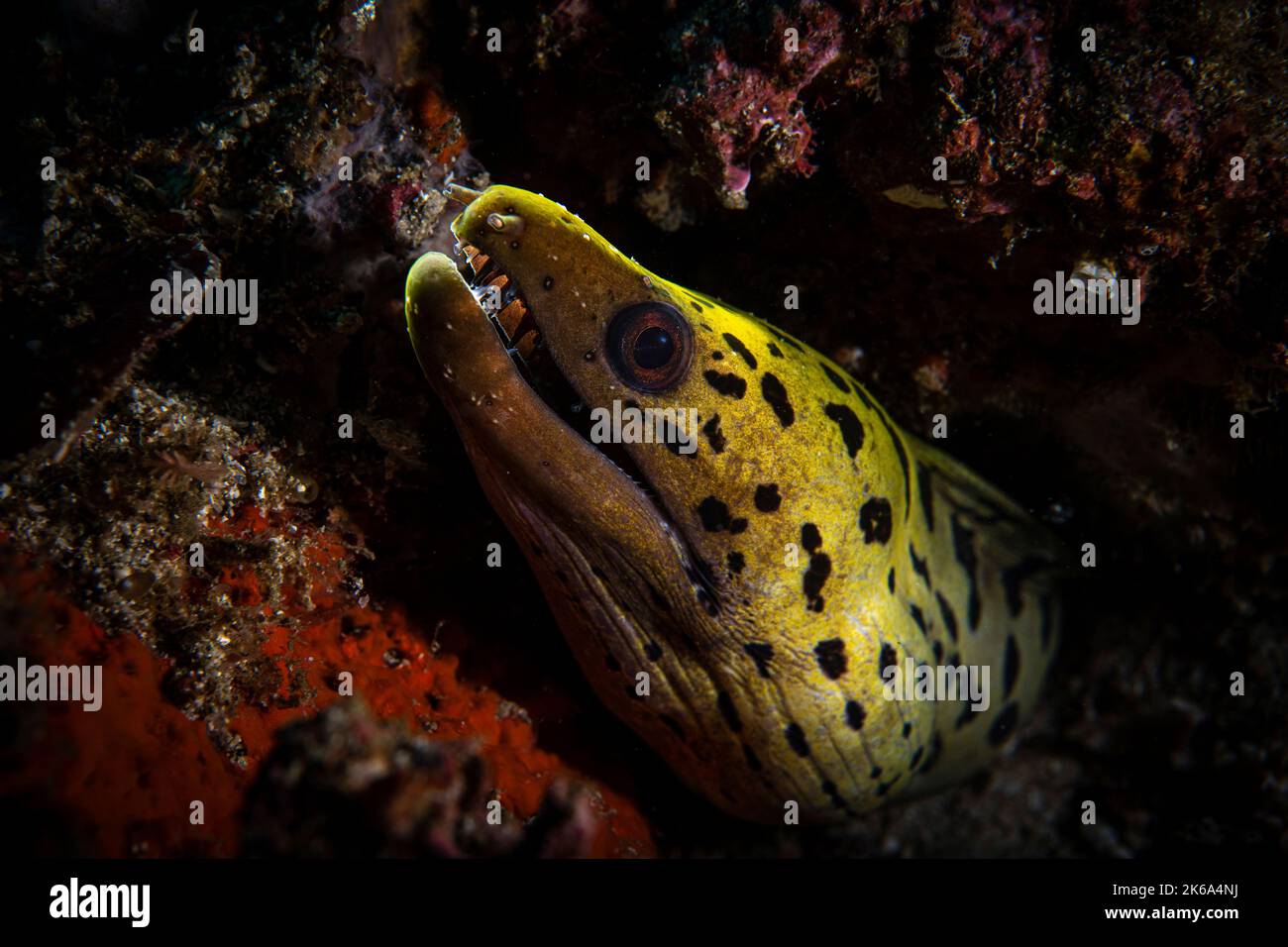 A spotted moray eel smiles from its den, Anilao, Philippines Stock ...