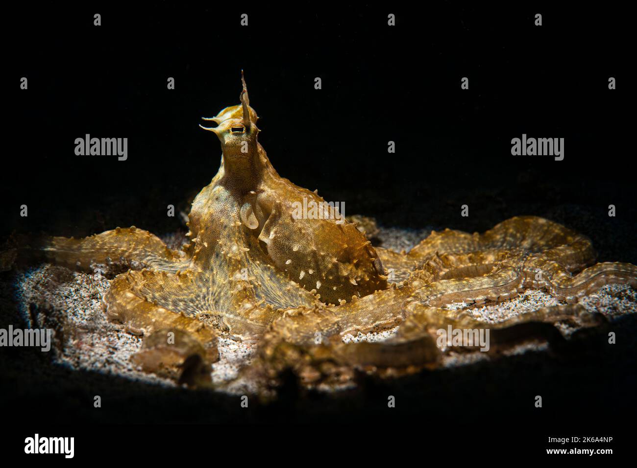 A mimic octopus spreads its long legs out around it in a puddle of ...