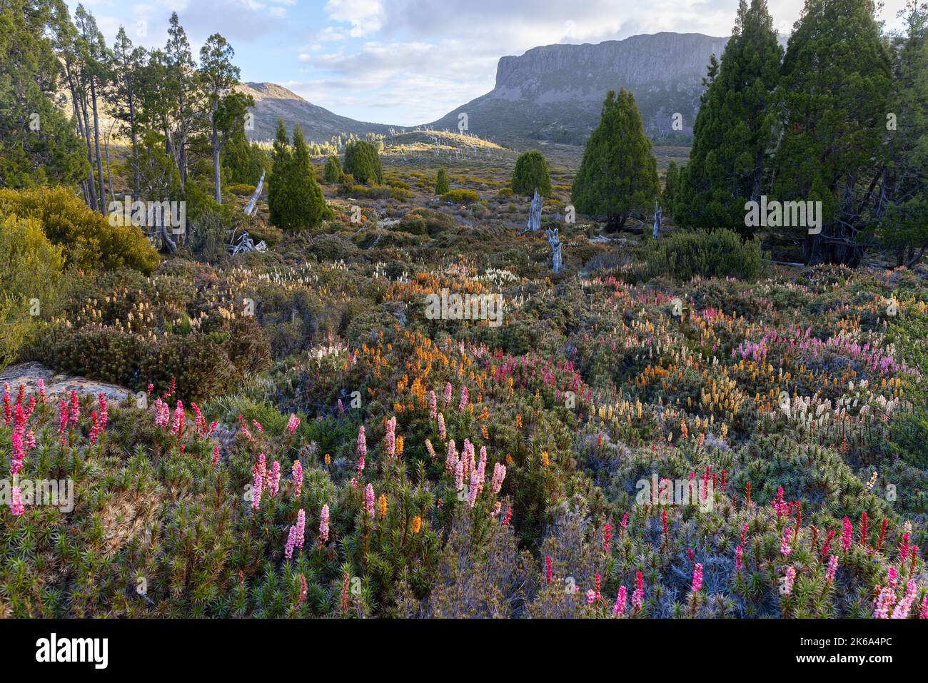 a sunset shot of beautiful flowering scoparia at walls of jerusalem ...