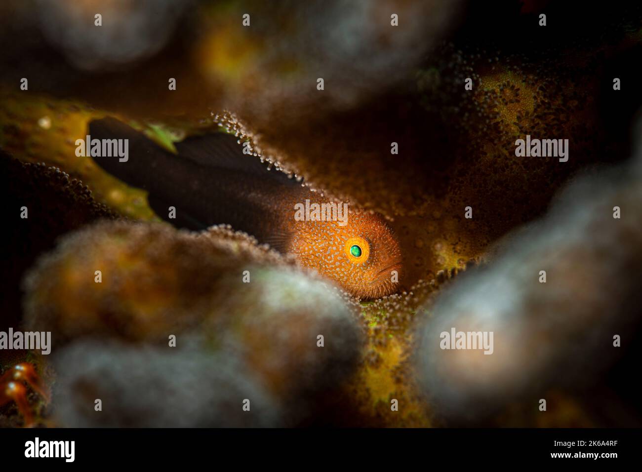 A bearded panda goby lives inside a coral head for protection, Anilao ...