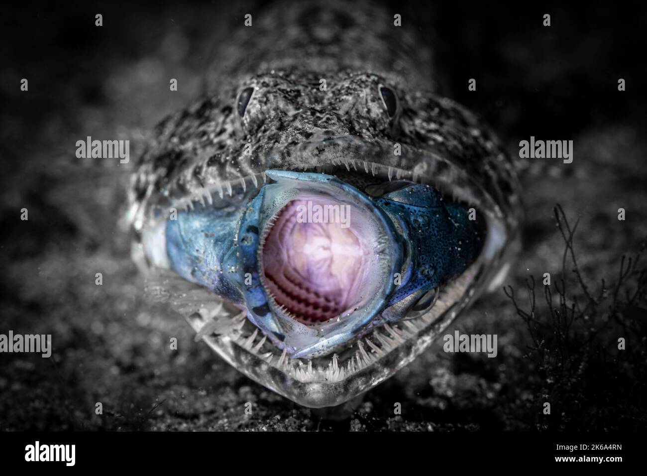 Lizardfish eating damselfish hi-res stock photography and images - Alamy