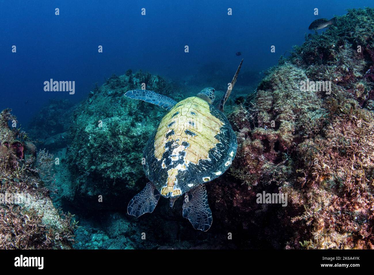 A turtle shows off it's beautiful shell, Sea of Cortez, Mexico Stock ...