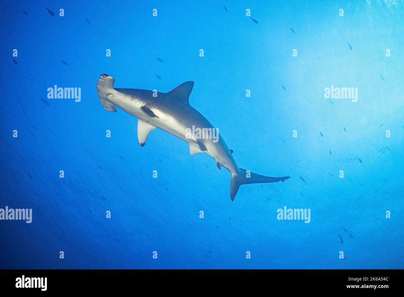 A hammerhead shark (Sphyrna lewini) gracefully swims overhead, Socorro ...