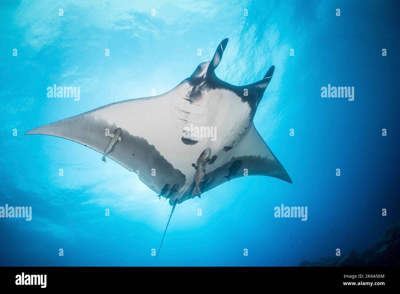 A giant manta ray (Mobula birostris) soars by under the sun, Socorro ...
