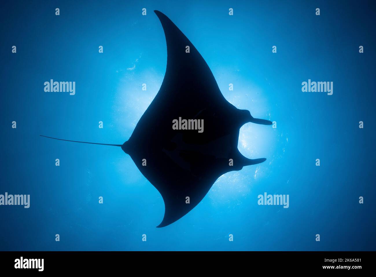A giant manta ray (Mobula birostris) soars by under the sun, Socorro ...