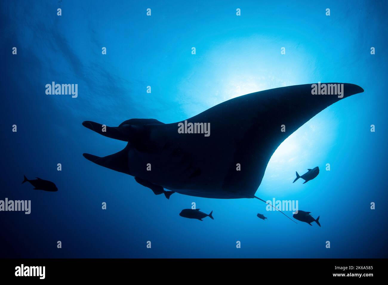 A manta ray and its accompanying fish in silhouette against the sun ...
