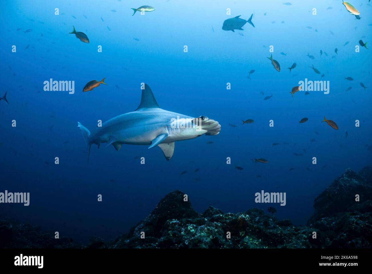 A scalloped hammerhead shark (Sphyrna lewini), Socorro Island, Mexico ...