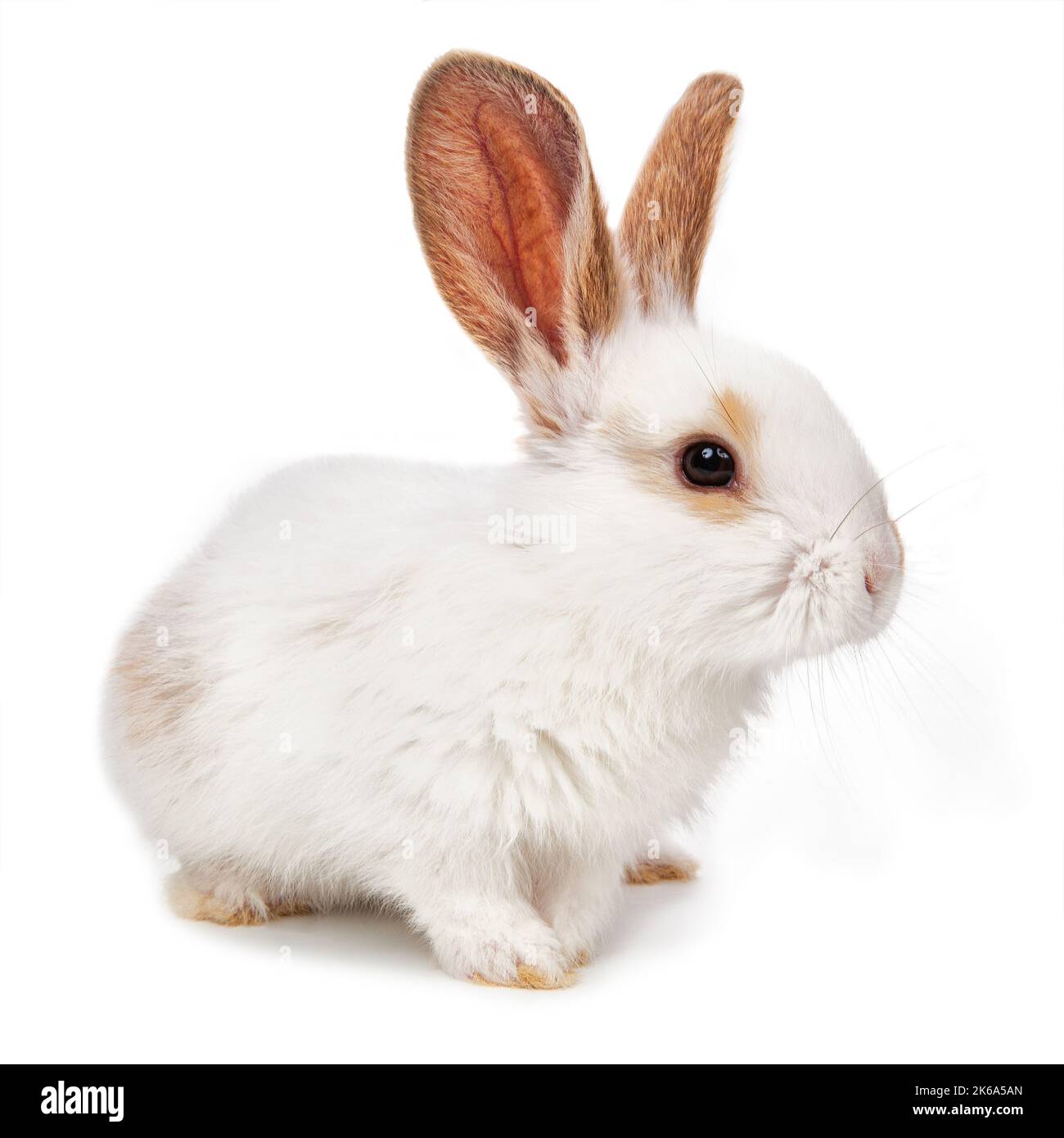 White rabbit isolated on a white background Stock Photo - Alamy