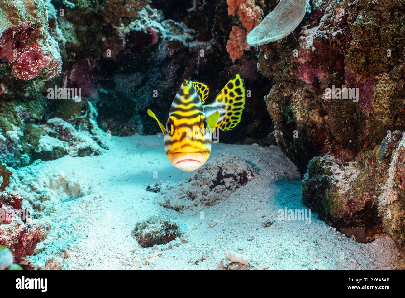 A single sweetlips fish stares into the camera lens for his portrait ...