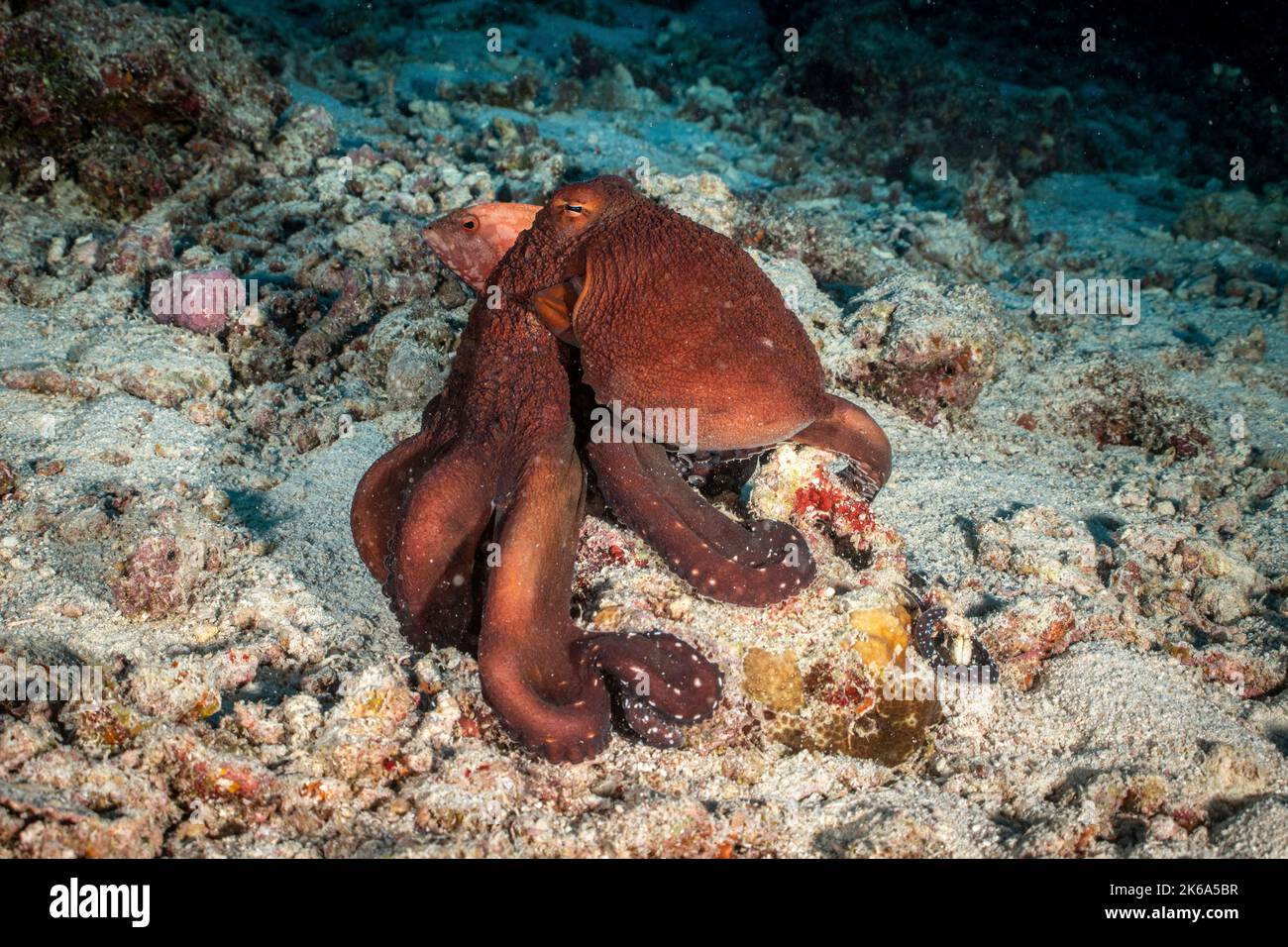 A big blue octopus (Octopus Cyanea), poses on a rock while a grouper ...