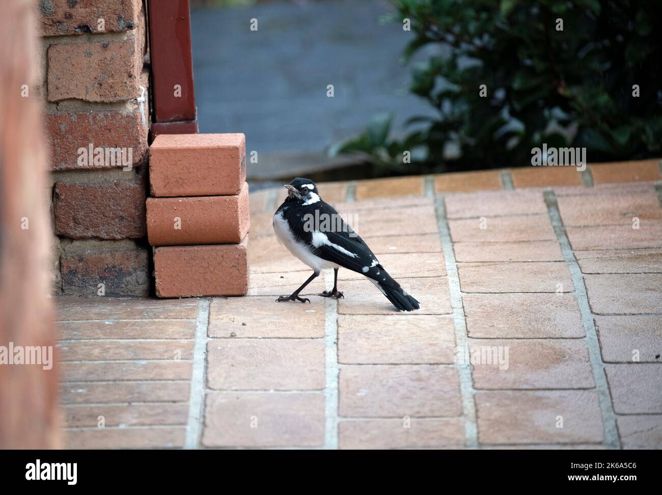 An Australian Magpie-Lark (Grallina cyanoleuca) in Sydney, New South ...