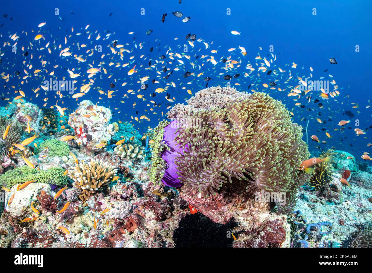 A busy reefscape covered with anemones, anthias fish, domino fish and ...