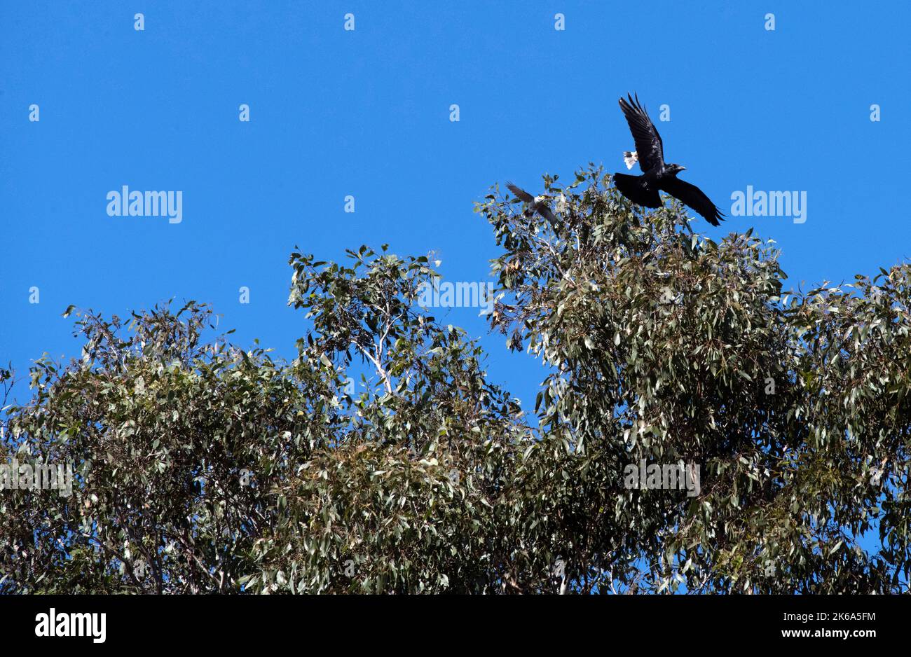 Two Noisy Miners (Manorina melanocephala) attacking an Australian Raven ...