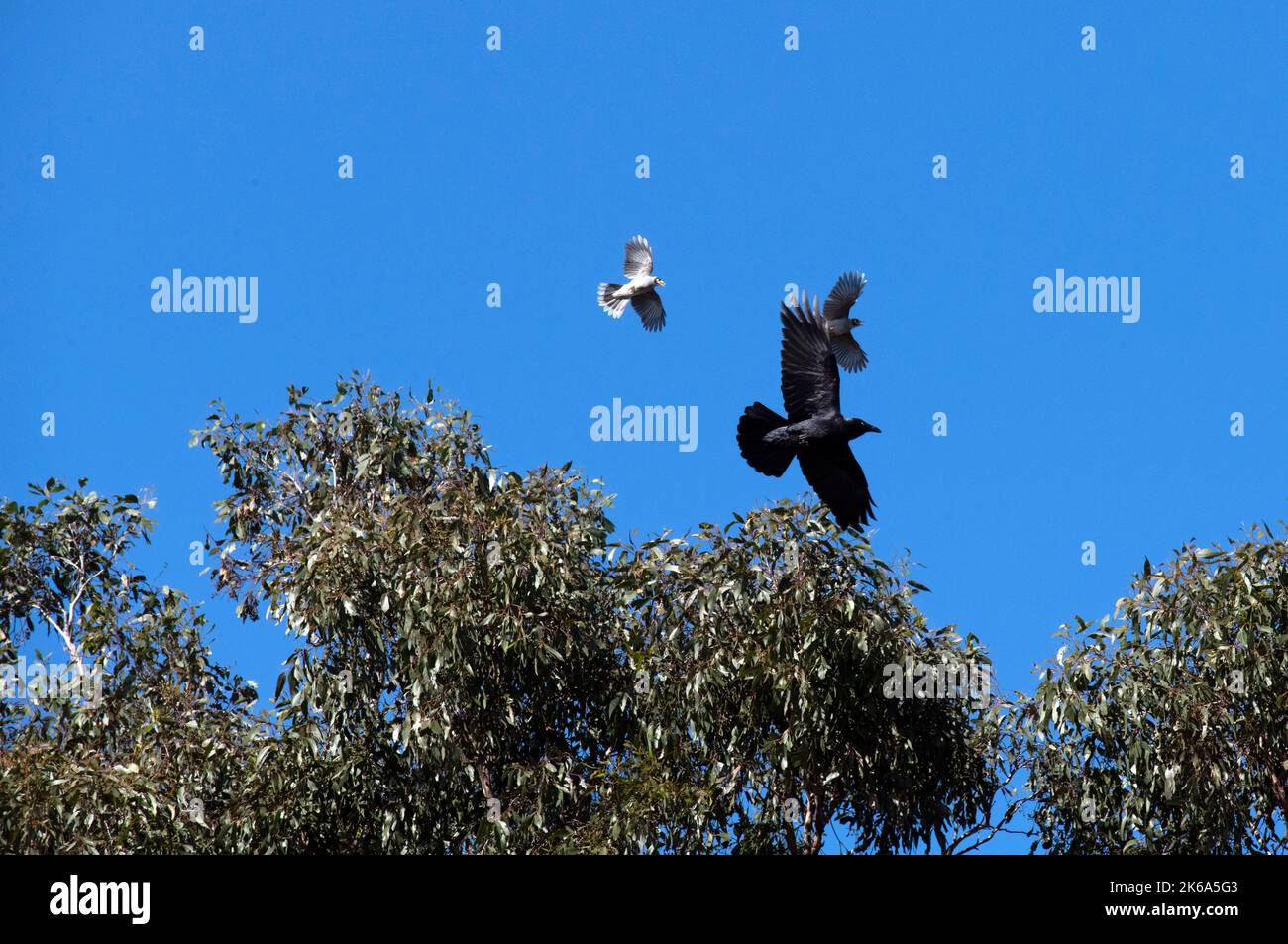 Two Noisy Miners (Manorina melanocephala) attacking an Australian Raven ...