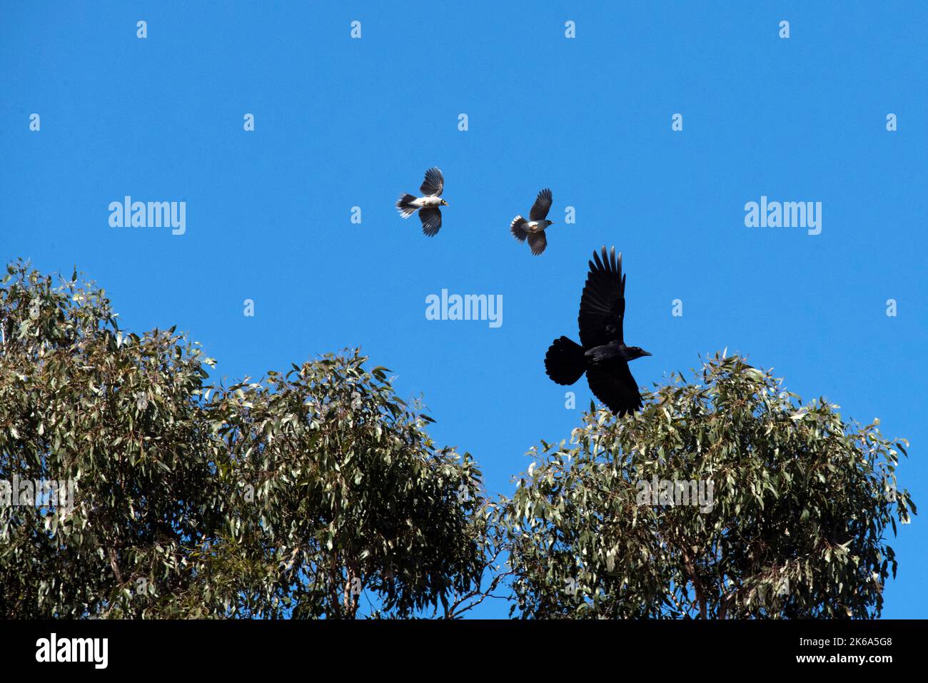 Two Noisy Miners (Manorina melanocephala) attacking an Australian Raven ...
