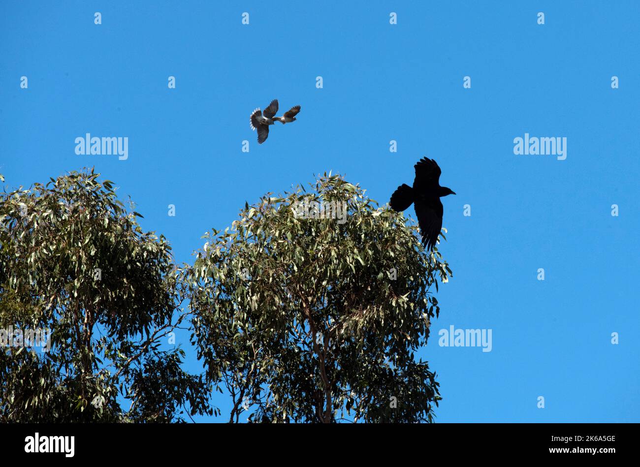 Two Noisy Miners (Manorina melanocephala) attacking an Australian Raven ...