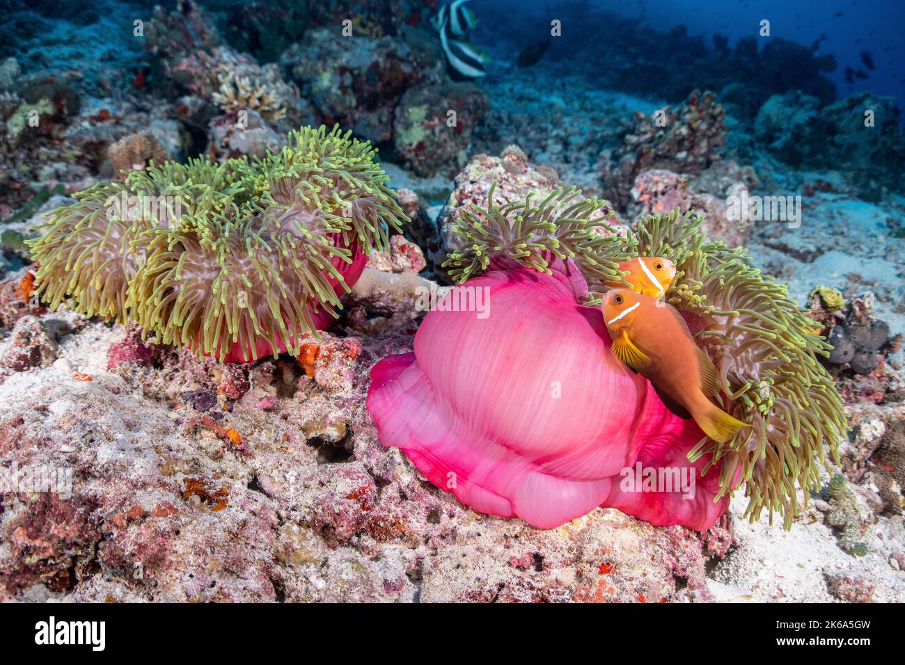Two anemone fish make their home in a pink anemone, Maldives Stock Photo - Alamy