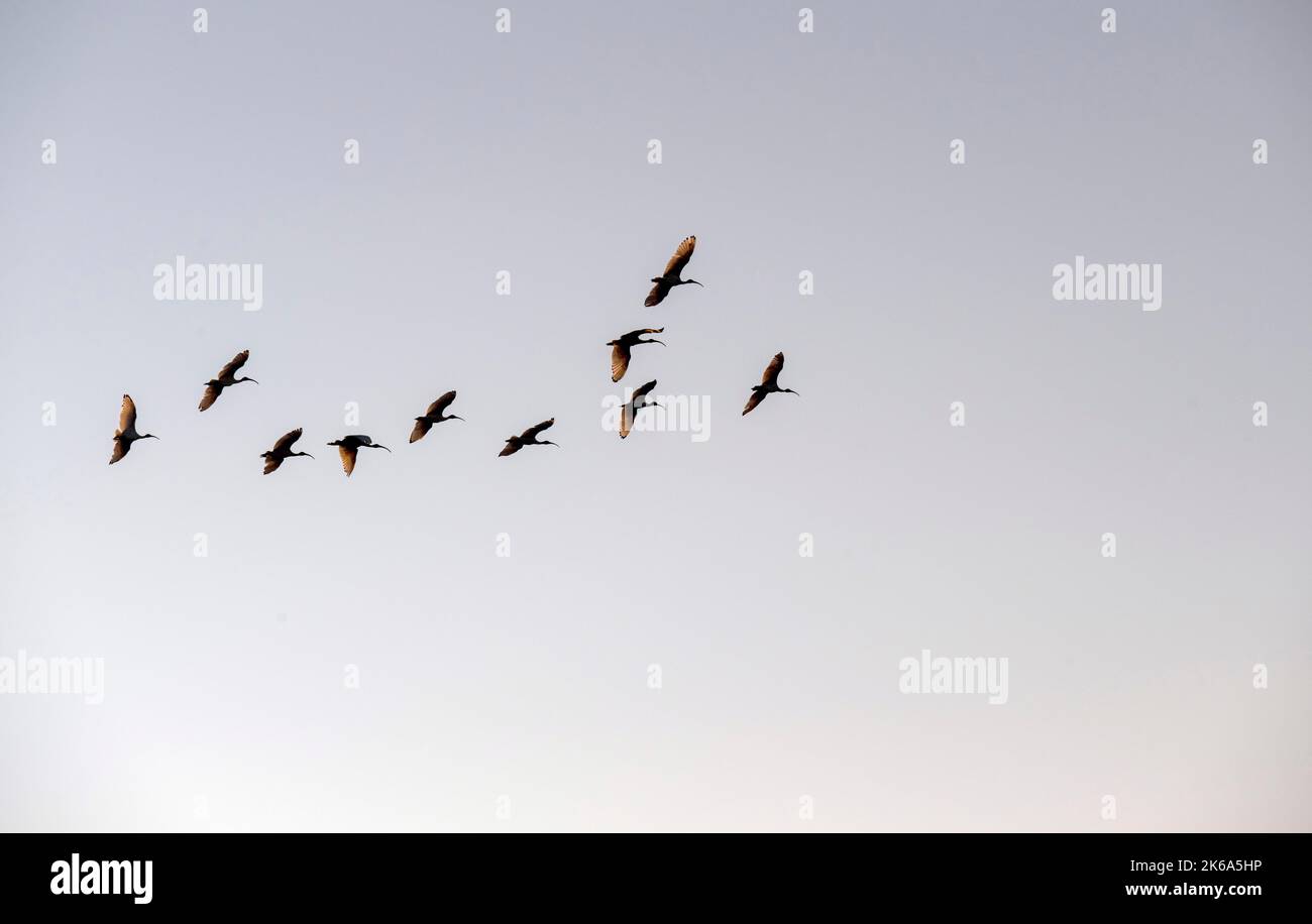 A flock of Australian White Ibis (Threskiornis molucca) in flight in ...