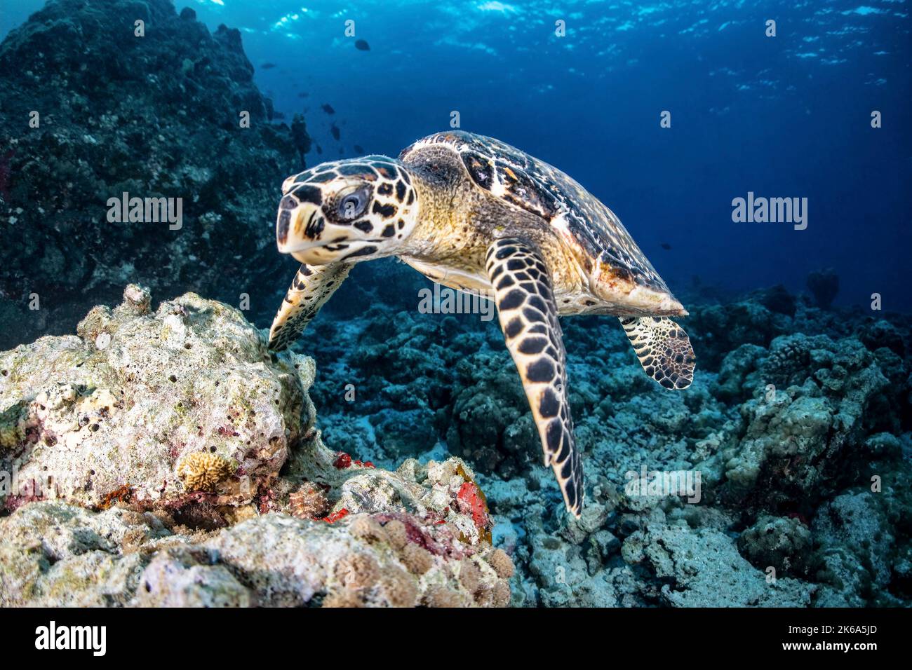 A hawksbill sea turtle swims over a coral reef, Maldives Stock Photo ...