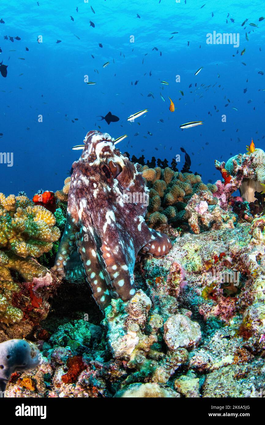 An octopus takes on the texture of its environment in order to hide in ...