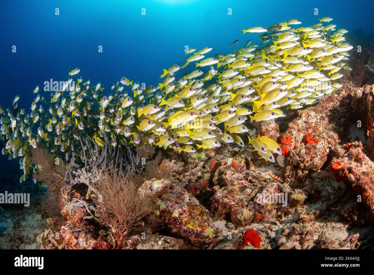 A school of yellow snapper hovers close to a coral reef, Maldives Stock ...