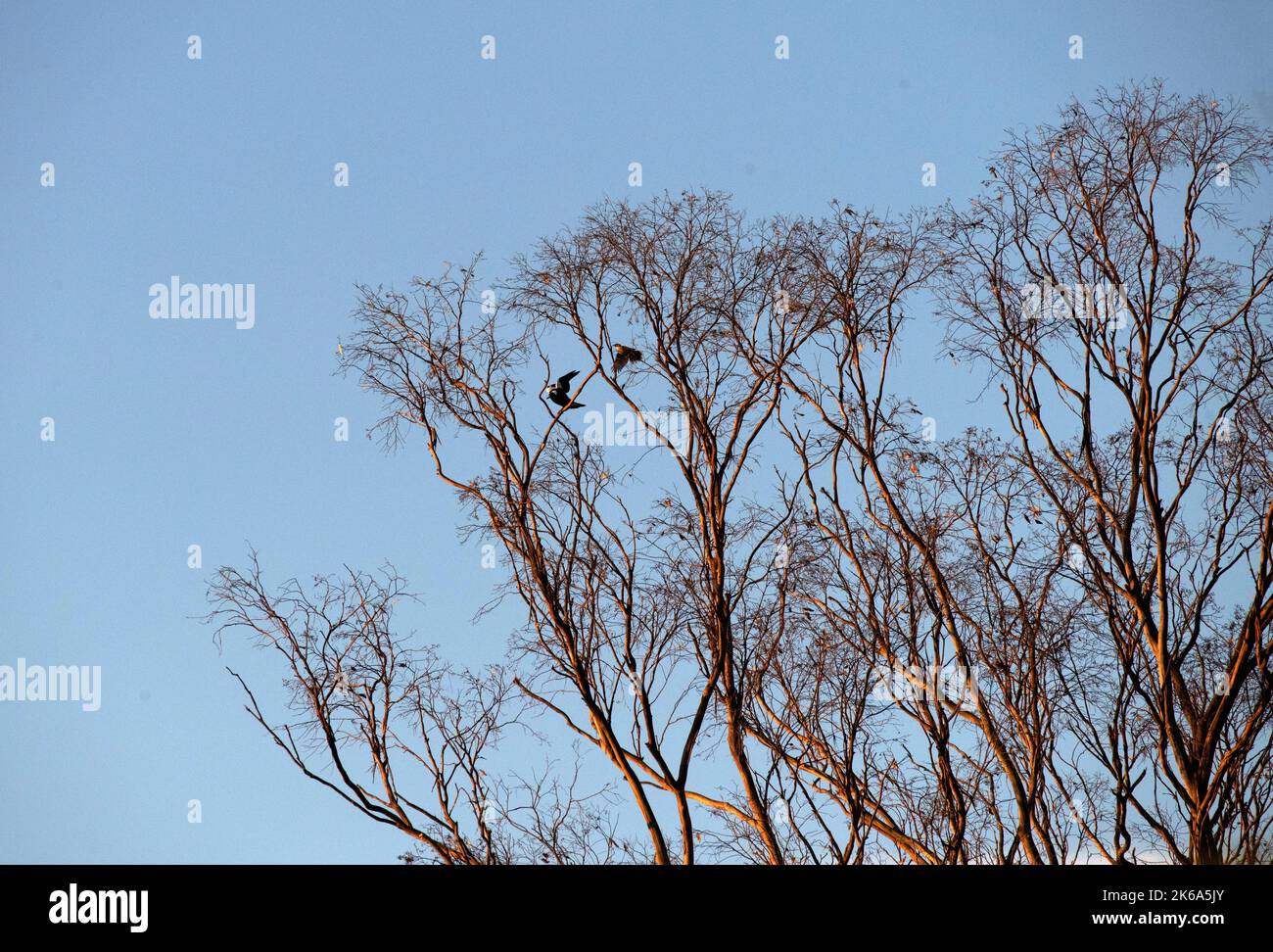 Two birds perching on a tree in Sydney, NSW, Australia. (Photo by Tara ...