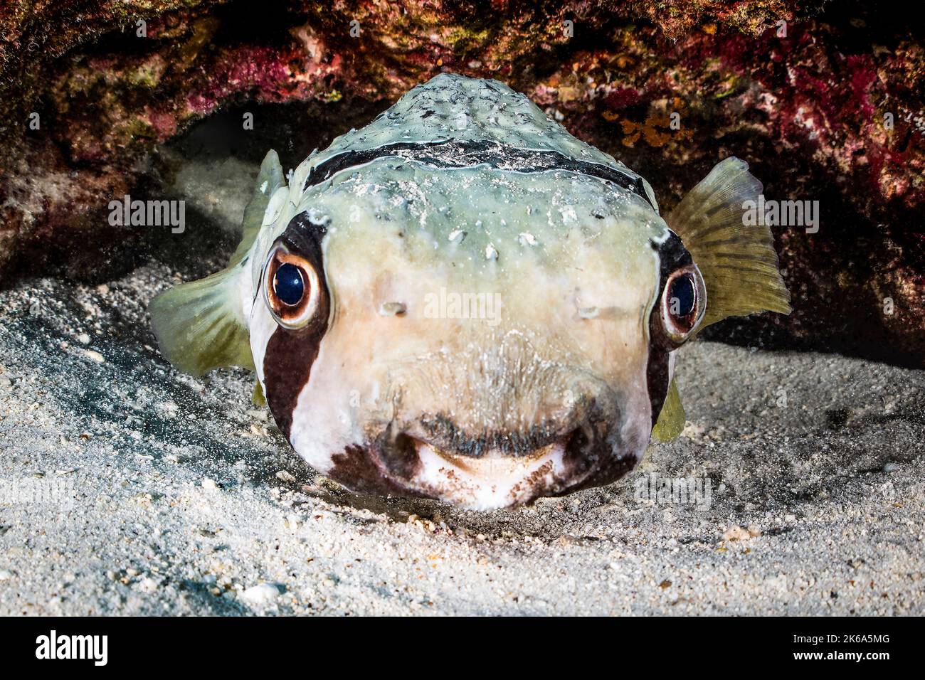 A large pufferfish hides under a rocky outcropping, Maldives Stock ...