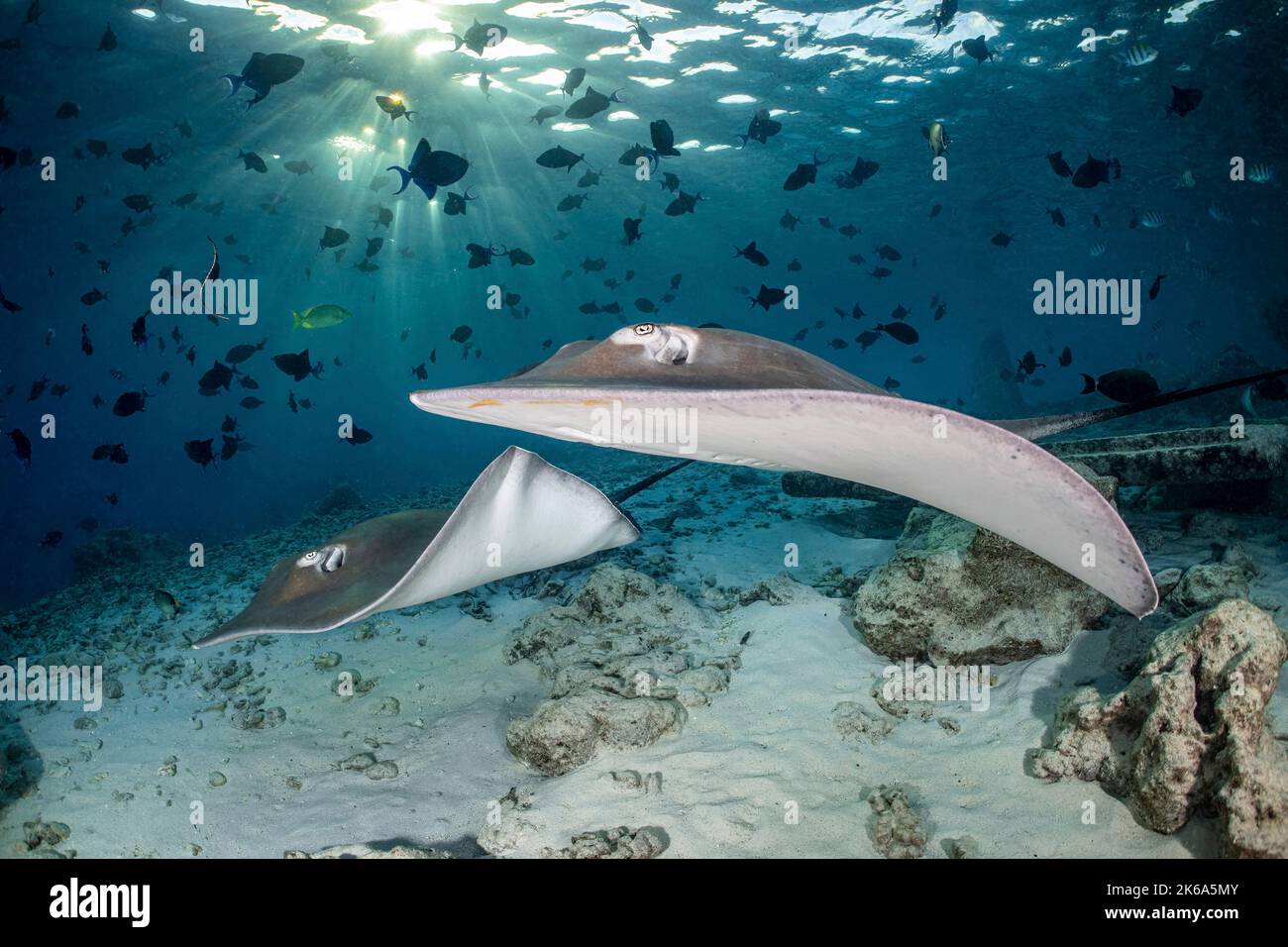 Two stingrays swim under the rays of the evening sun, Maldives Stock Photo - Alamy
