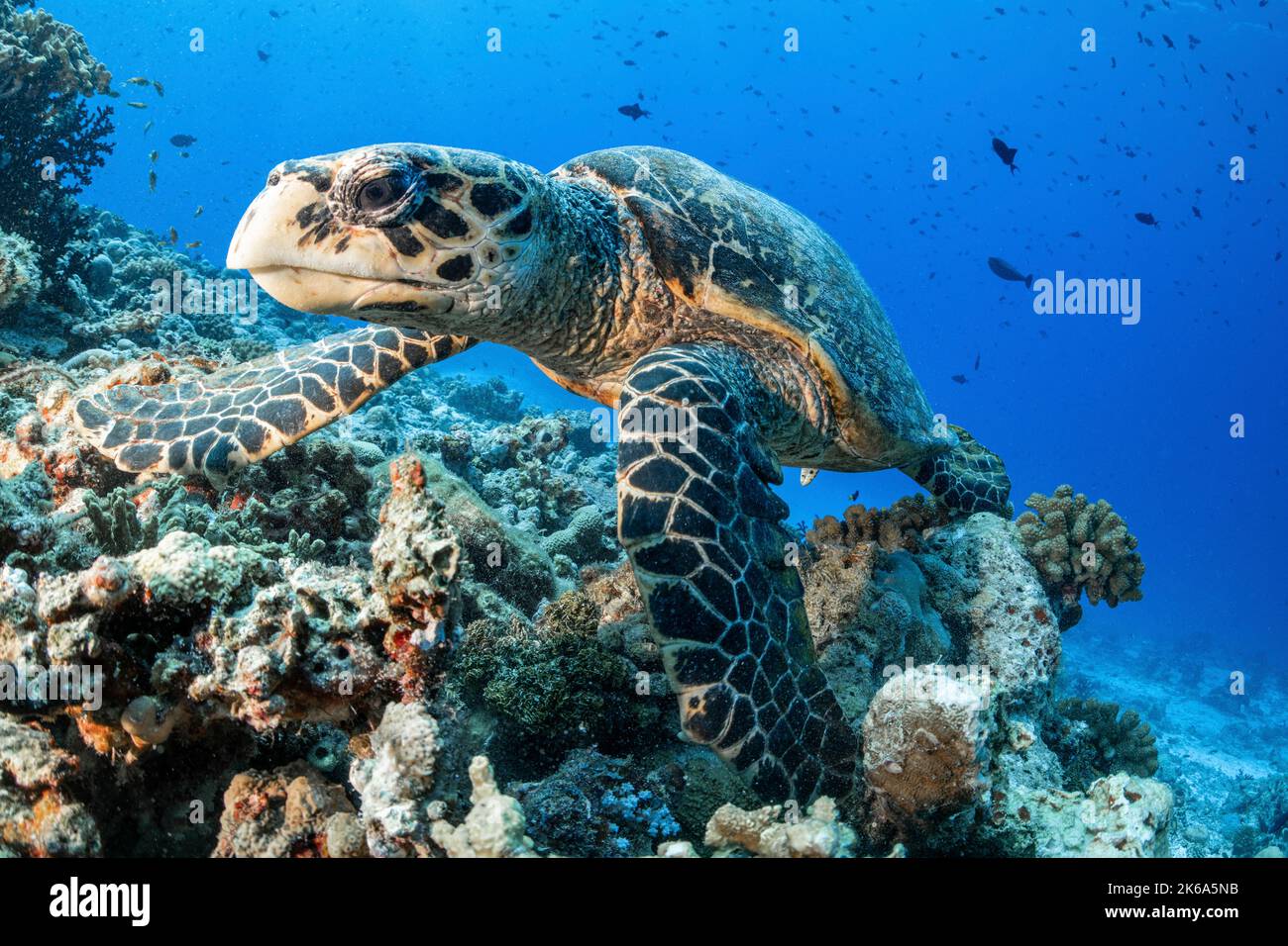A hawksbill sea turtle poses for a portrait, Maldives Stock Photo - Alamy