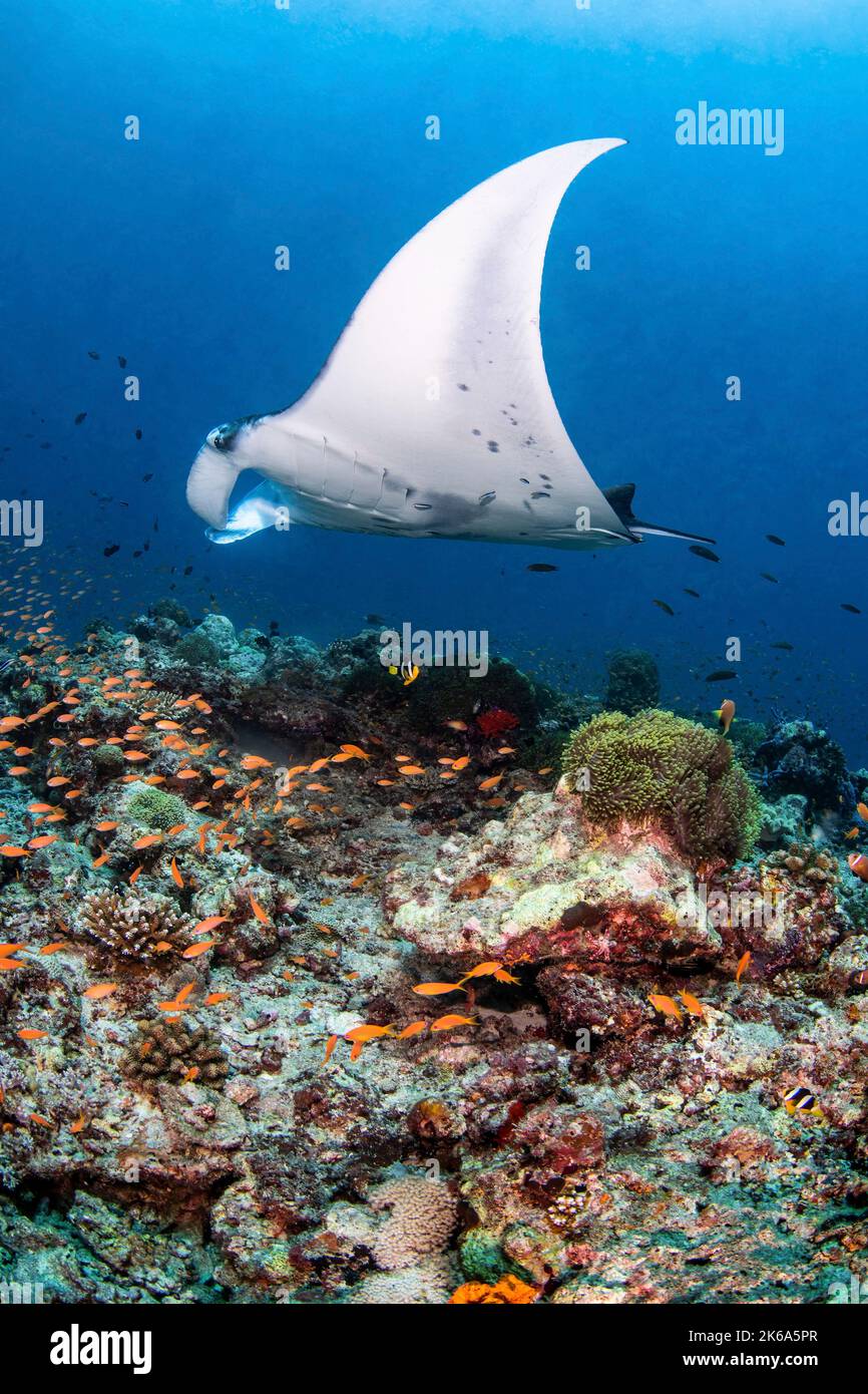 A reef manta ray (Mobula alfredi), hovers over a reef in the Maldives ...
