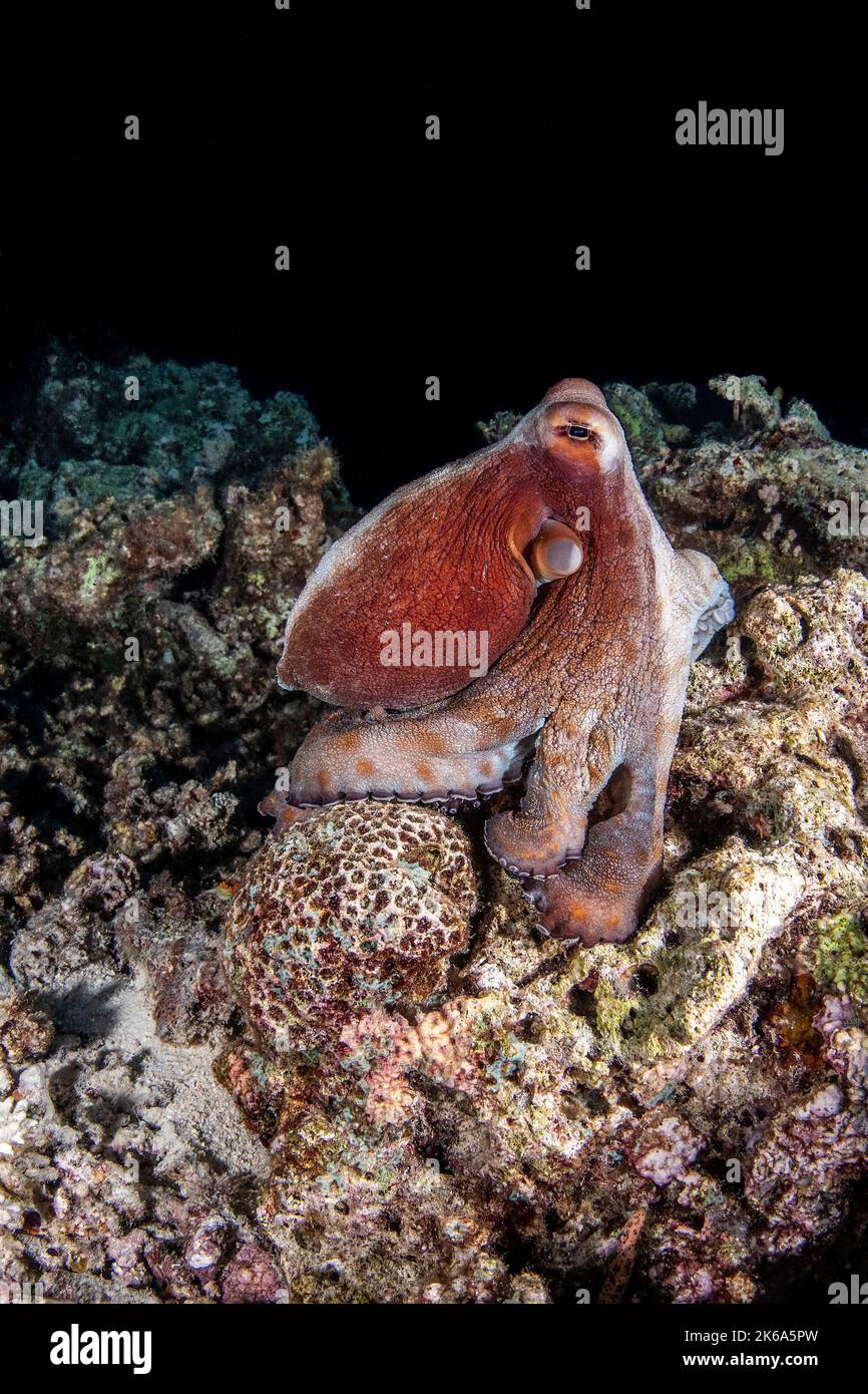 A big blue octopus (Octopus Cyanea), sits atop a coral reef, Maldives ...